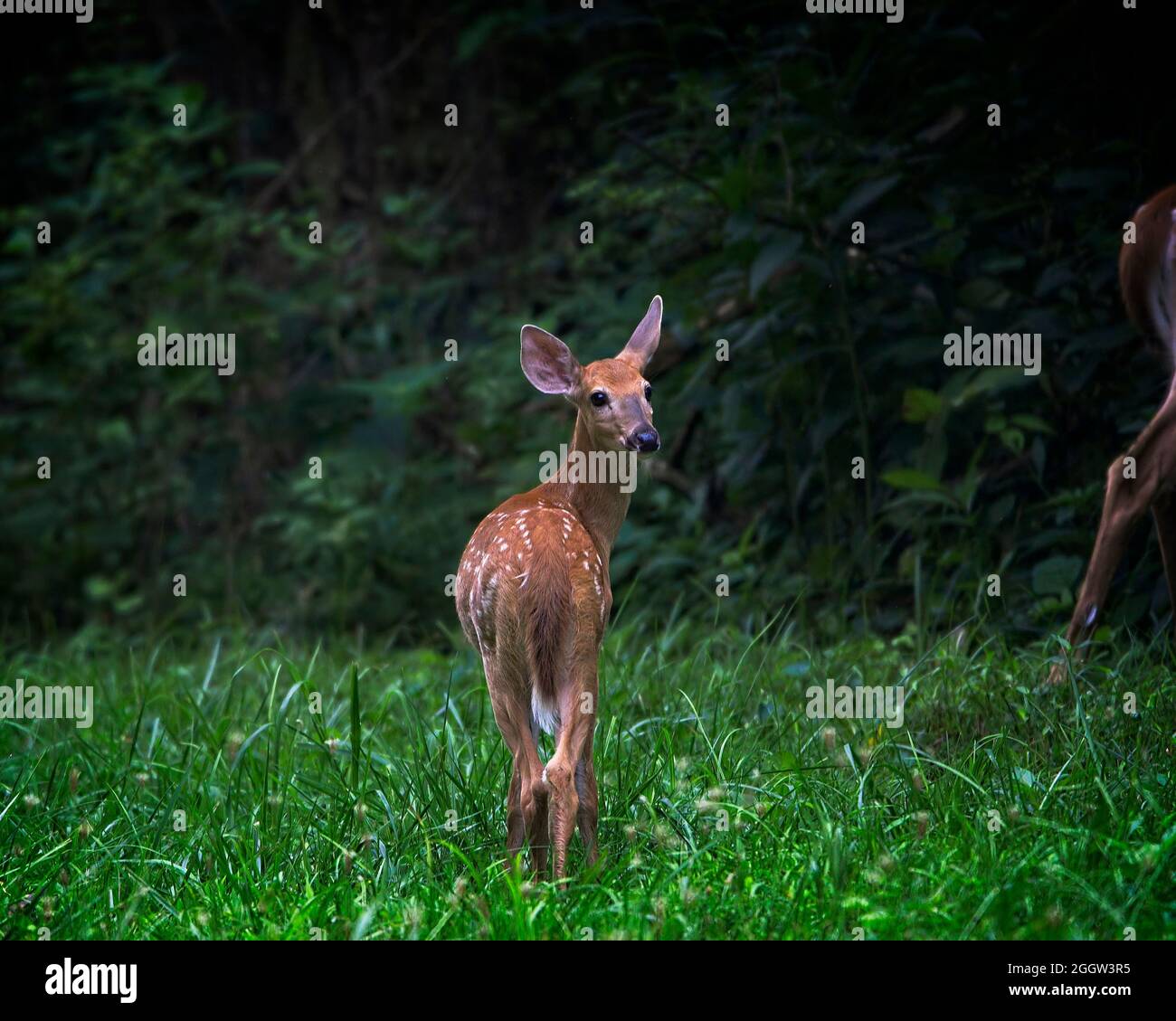 Whitetail deer fawn Stock Photo - Alamy