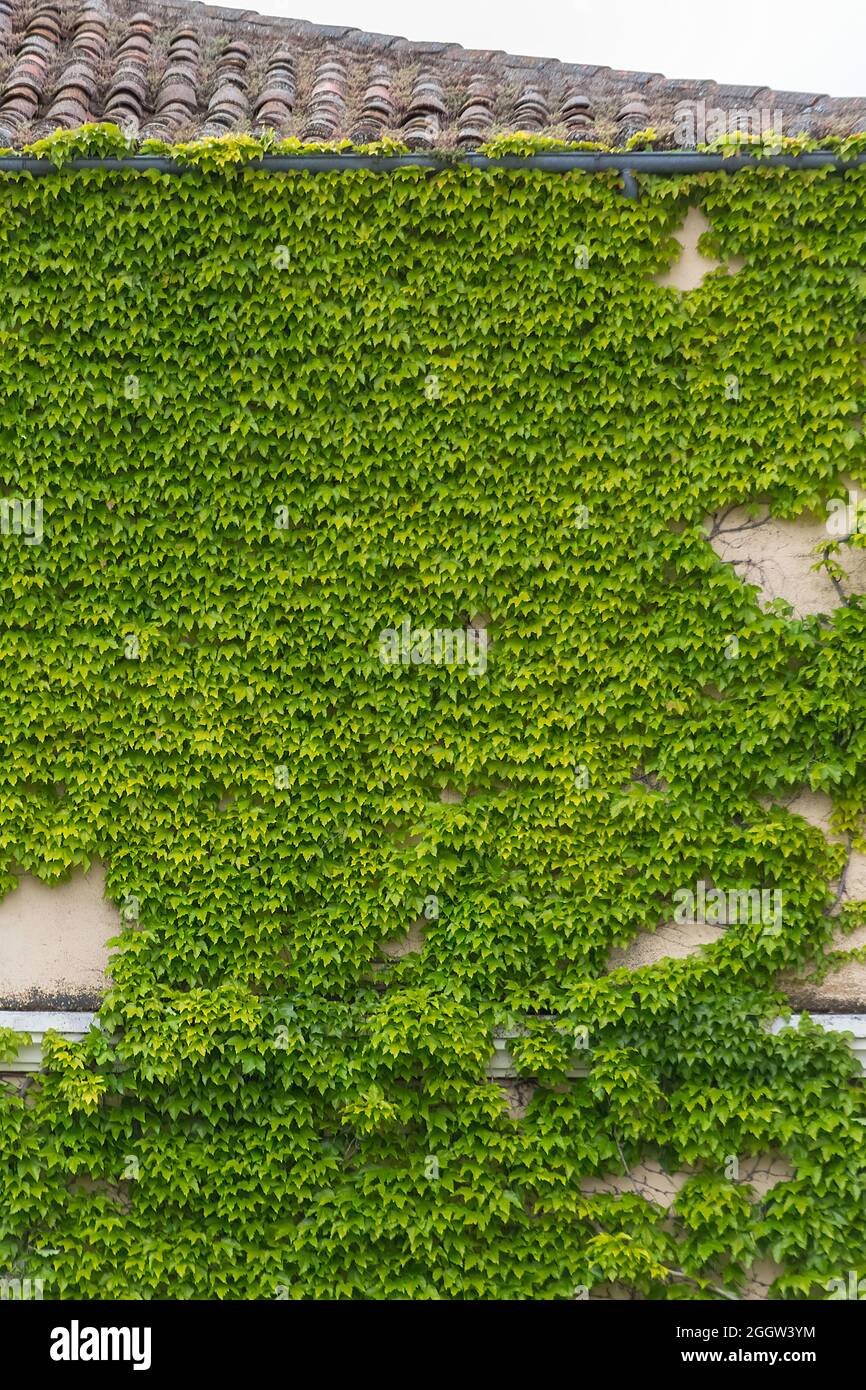 View of a traditional building facade covered with green climbing plant ...