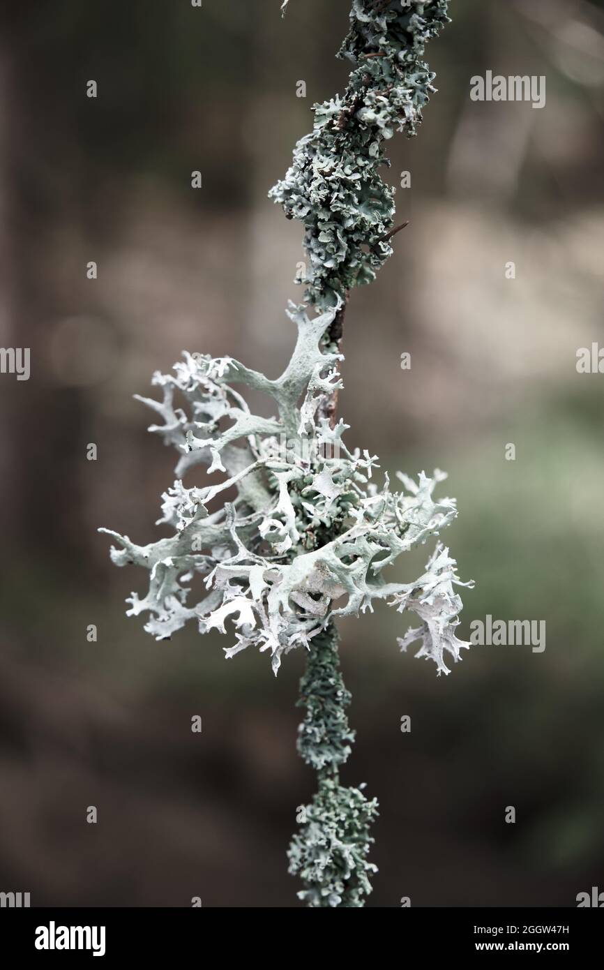 Branch trees hi-res stock photography and images - Alamy