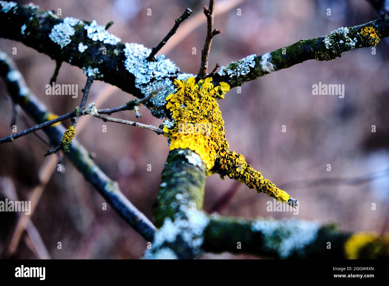 Branch trees hi-res stock photography and images - Alamy