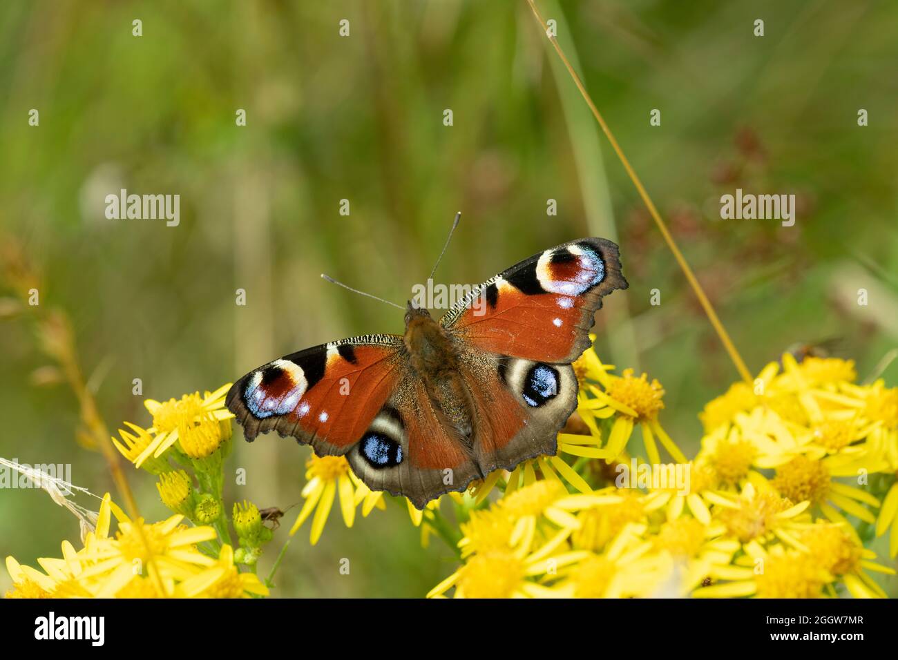 Peacock( Inachis io) nectaring on summer flowers, Dumfries SW scotland ...