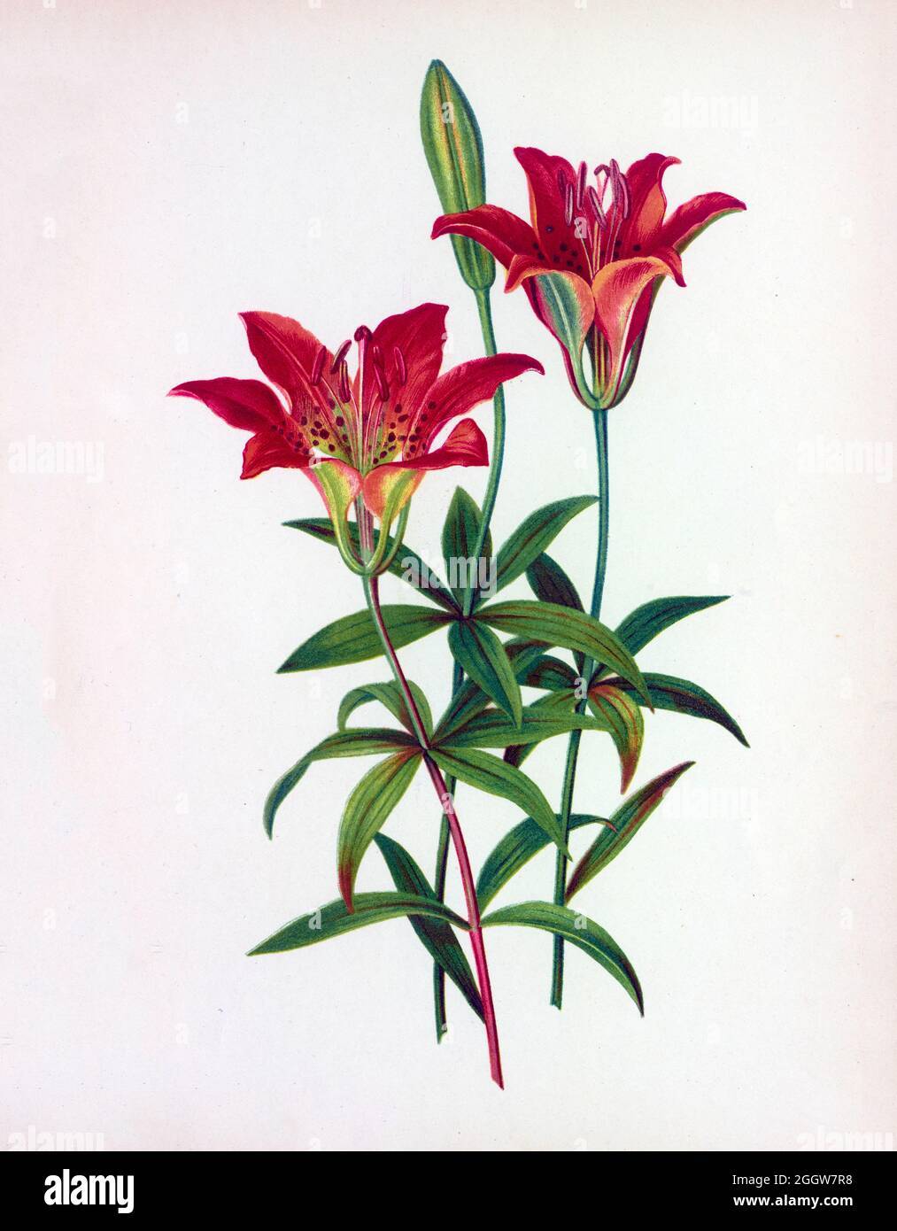 Native american drawings hi-res stock photography and images - Alamy