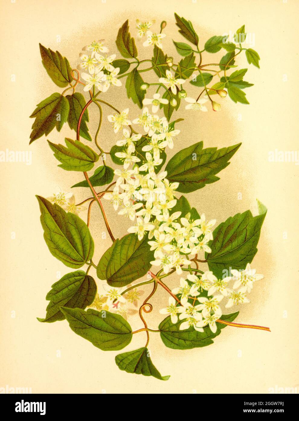 Clematis virginiana hi-res stock photography and images - Alamy