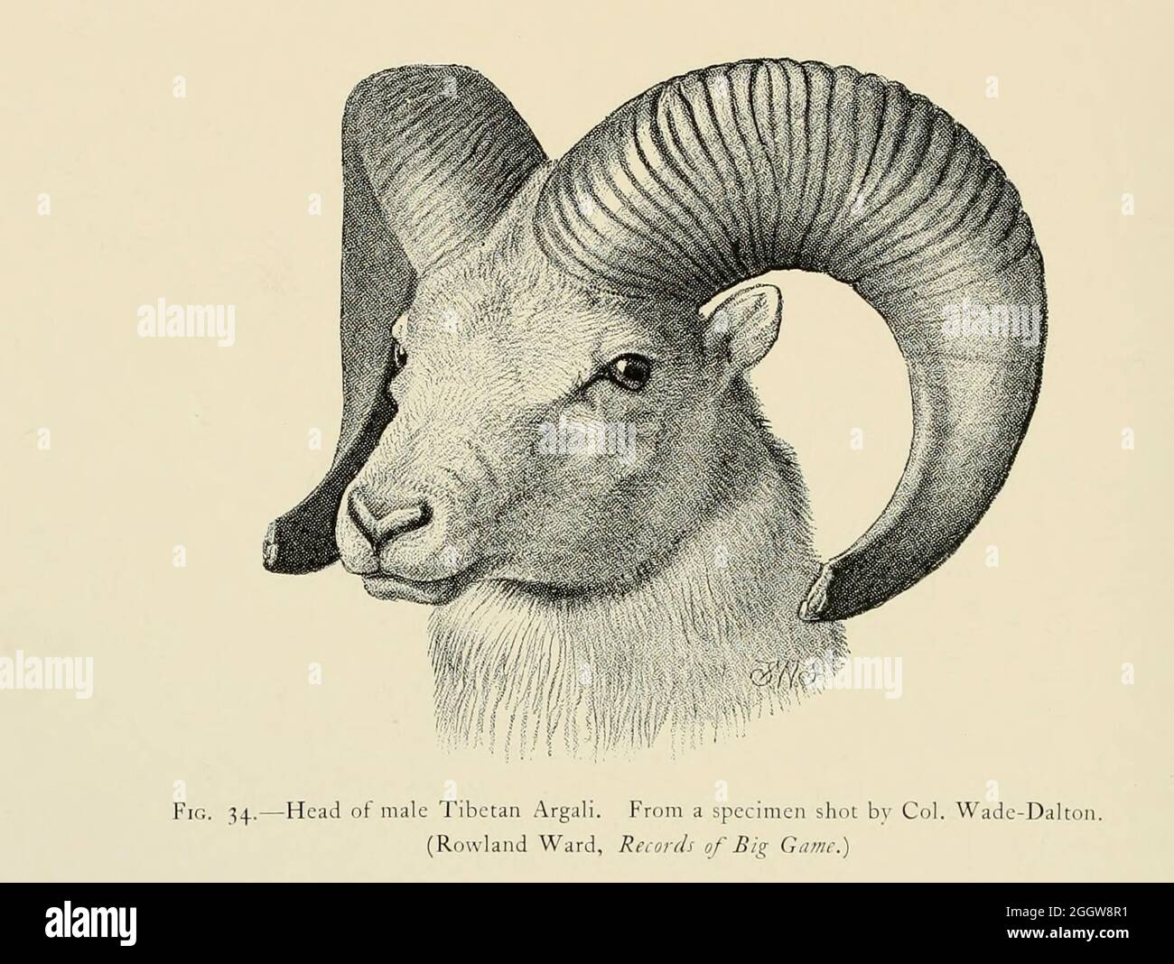 Head of Male Tibetan argali (Ovis ammon hodgsoni) illustration From the ...