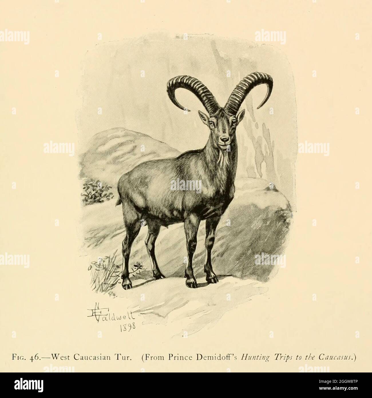 Precise animals hi-res stock photography and images - Alamy