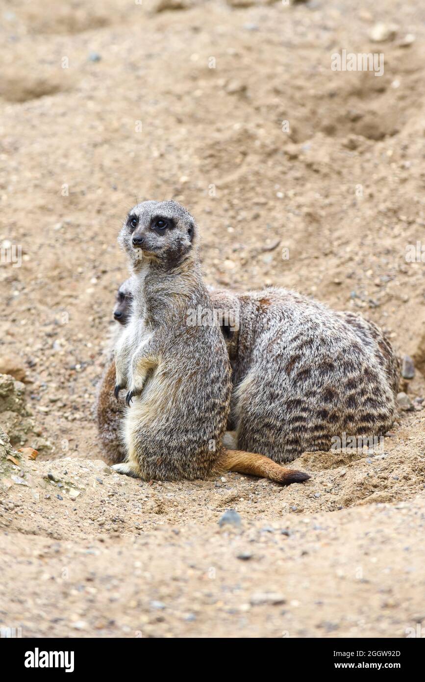 Meerkat in group standing fighting playing and doing funny pose Stock ...
