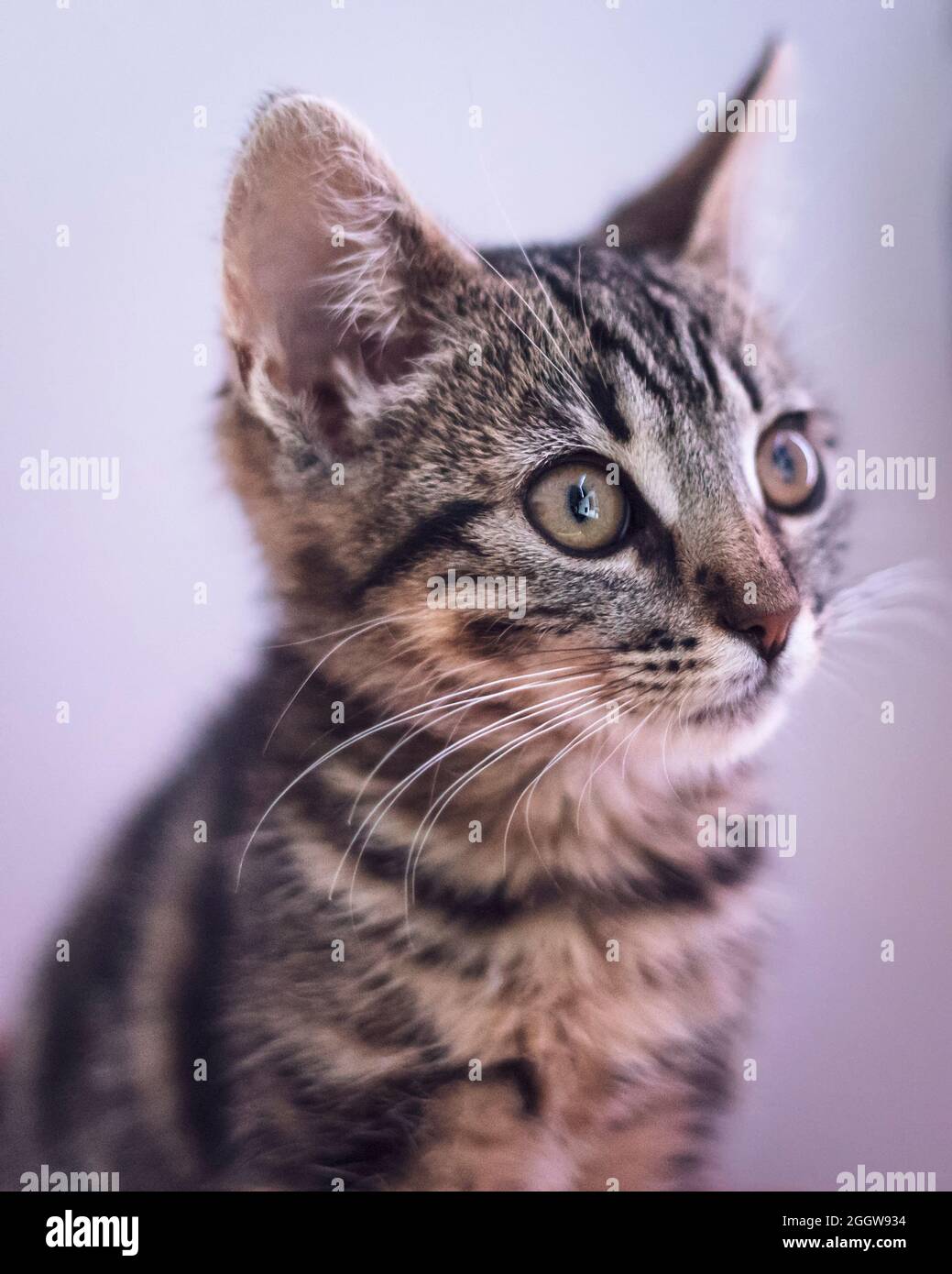 Cute female kitten close up portrait Stock Photo - Alamy
