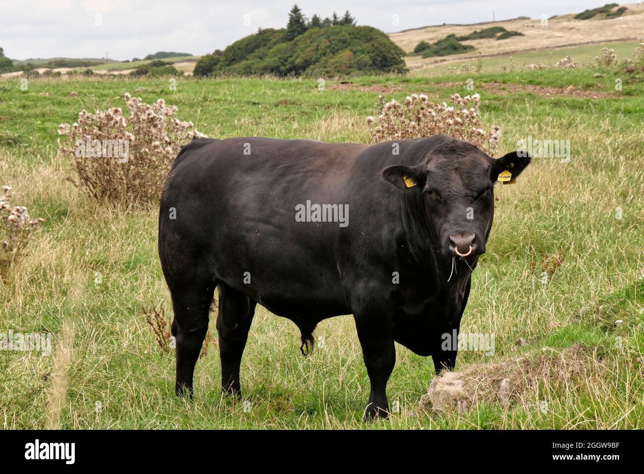 Cattle in field in dumfries hi-res stock photography and images - Alamy