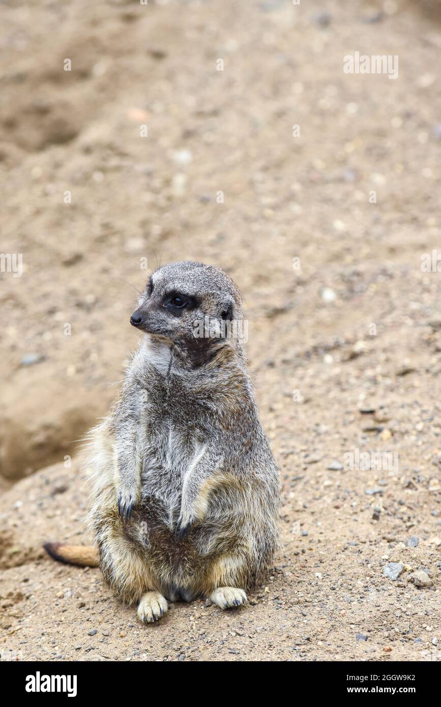 Meerkat in group standing fighting playing and doing funny pose Stock ...