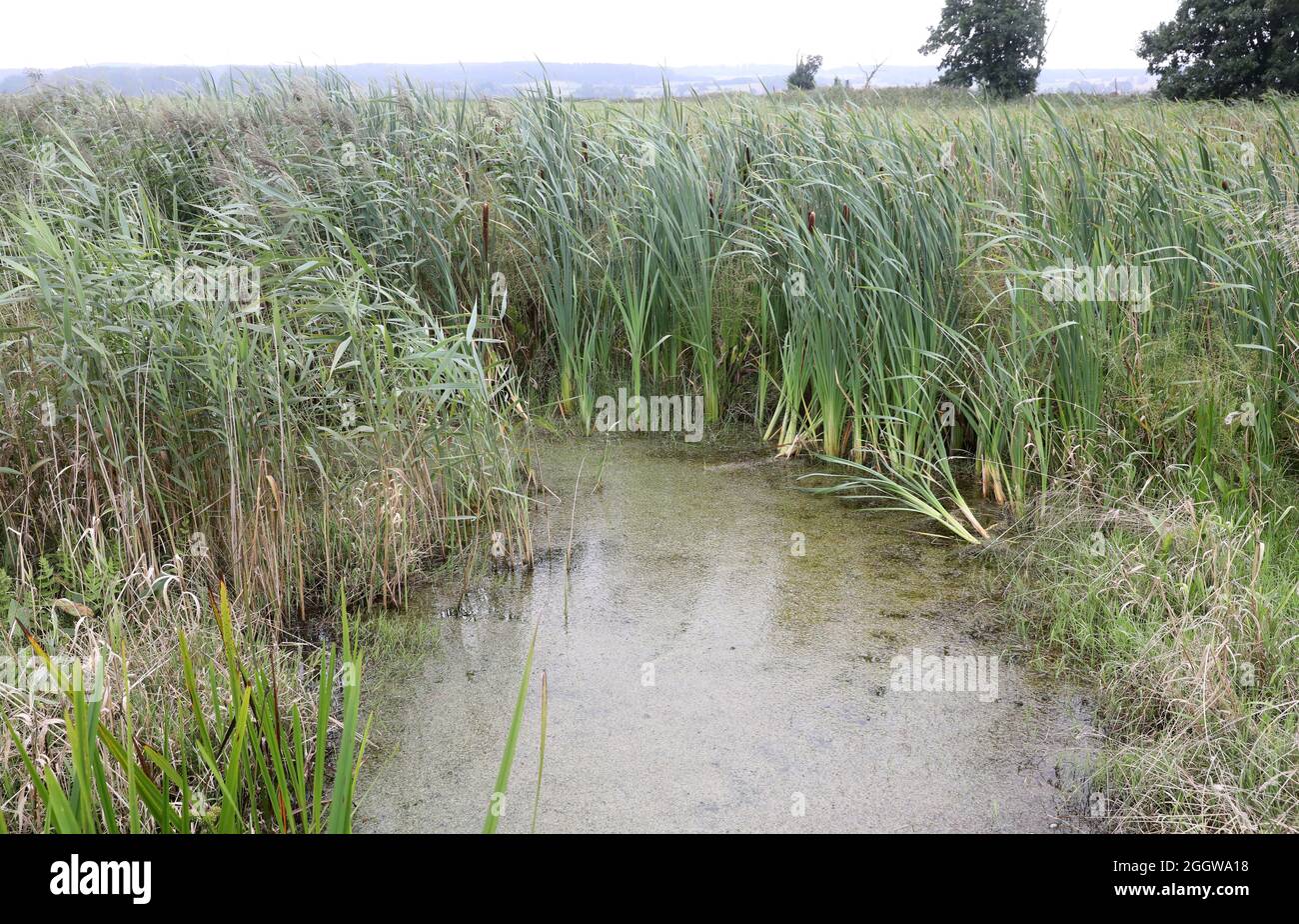 Paludiculture hi-res stock photography and images - Alamy