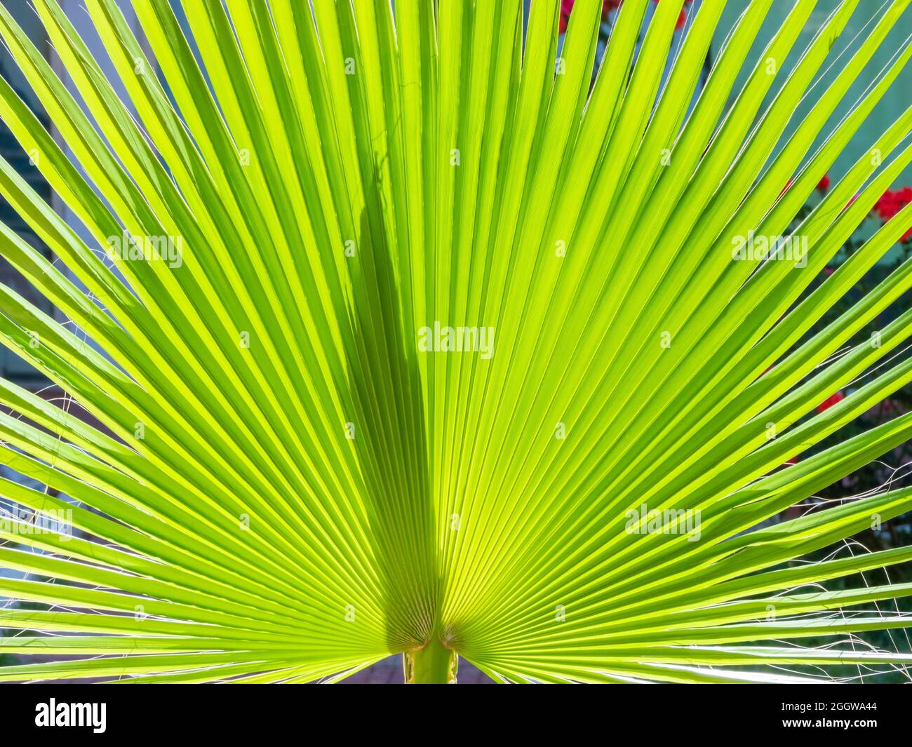 Translucent green palm leaf in the backlight of the sun Stock Photo - Alamy