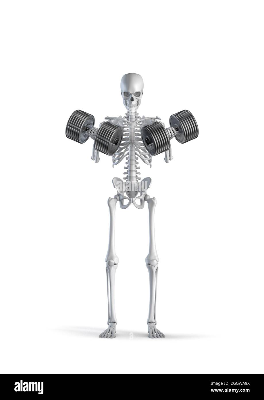 Fitness skeleton with dumbbells - 3D illustration of male human ...