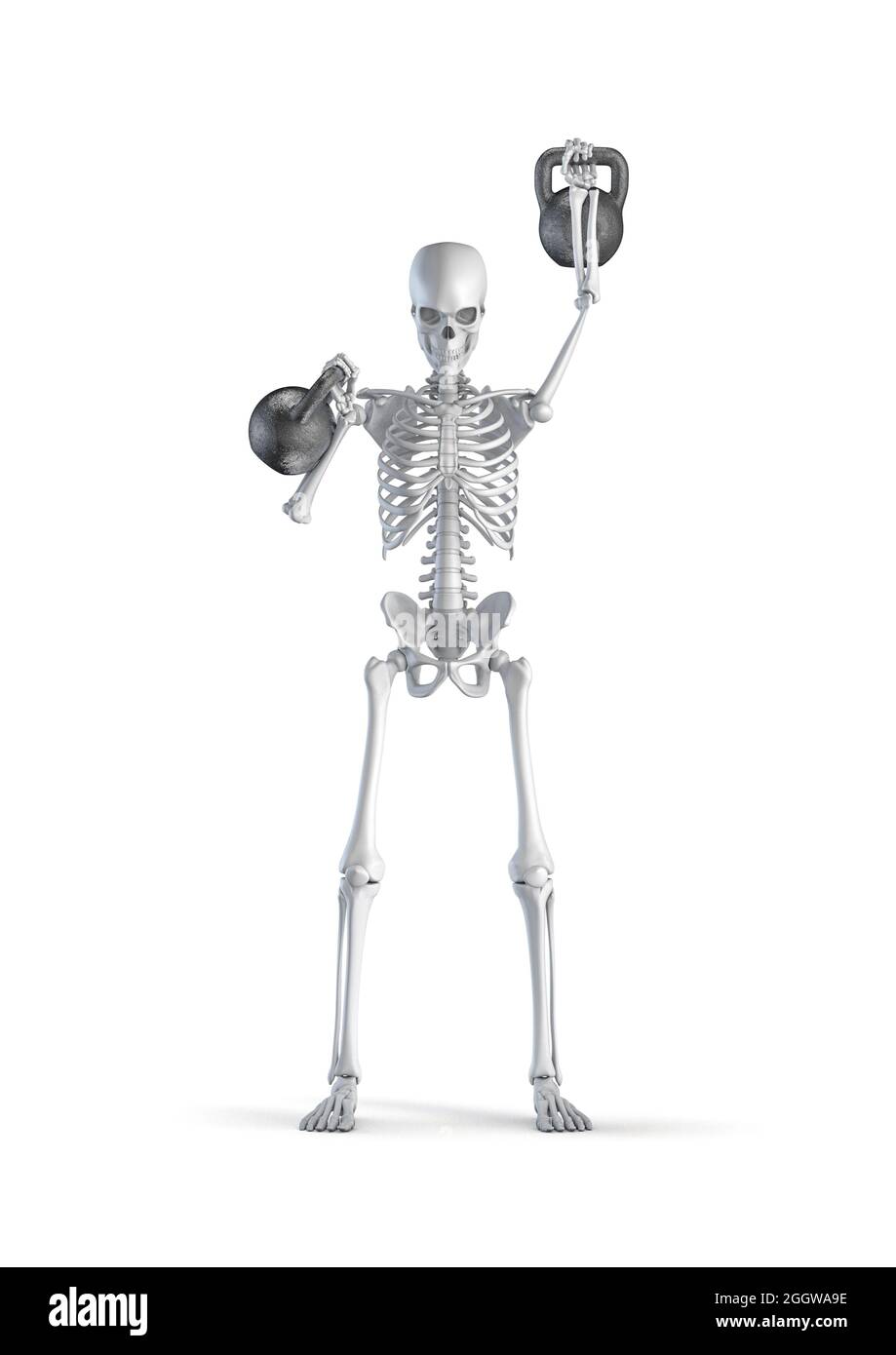 Fitness skeleton kettlebell - 3D illustration of male human skeleton ...