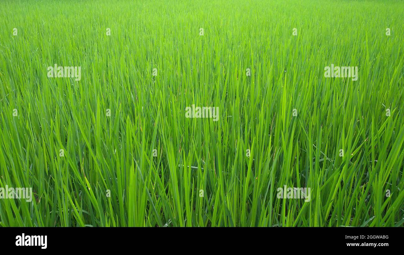 Upland rice hi-res stock photography and images - Alamy