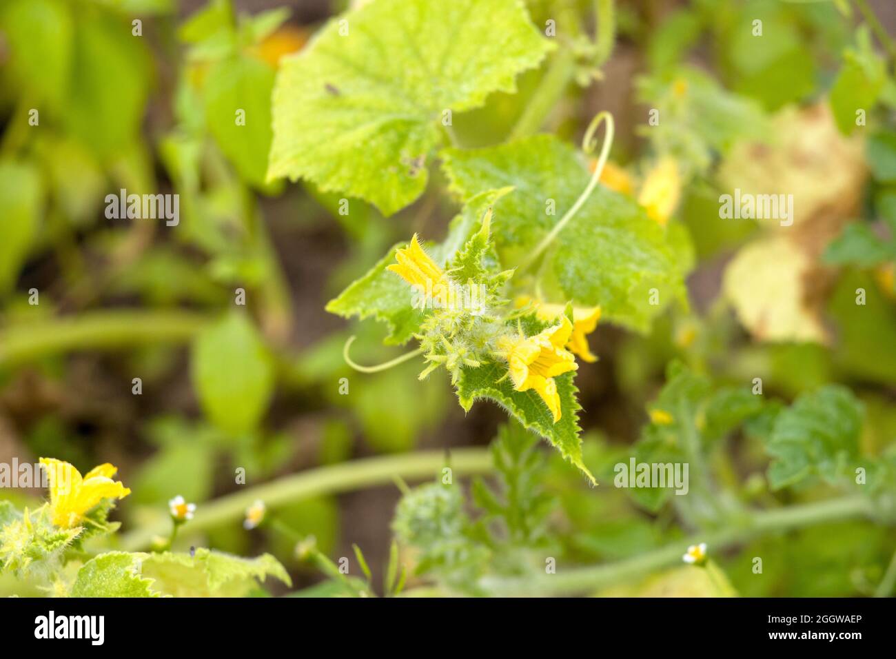 A close-up of a big cucumber seedling growing in a pot, yellow flowers ...