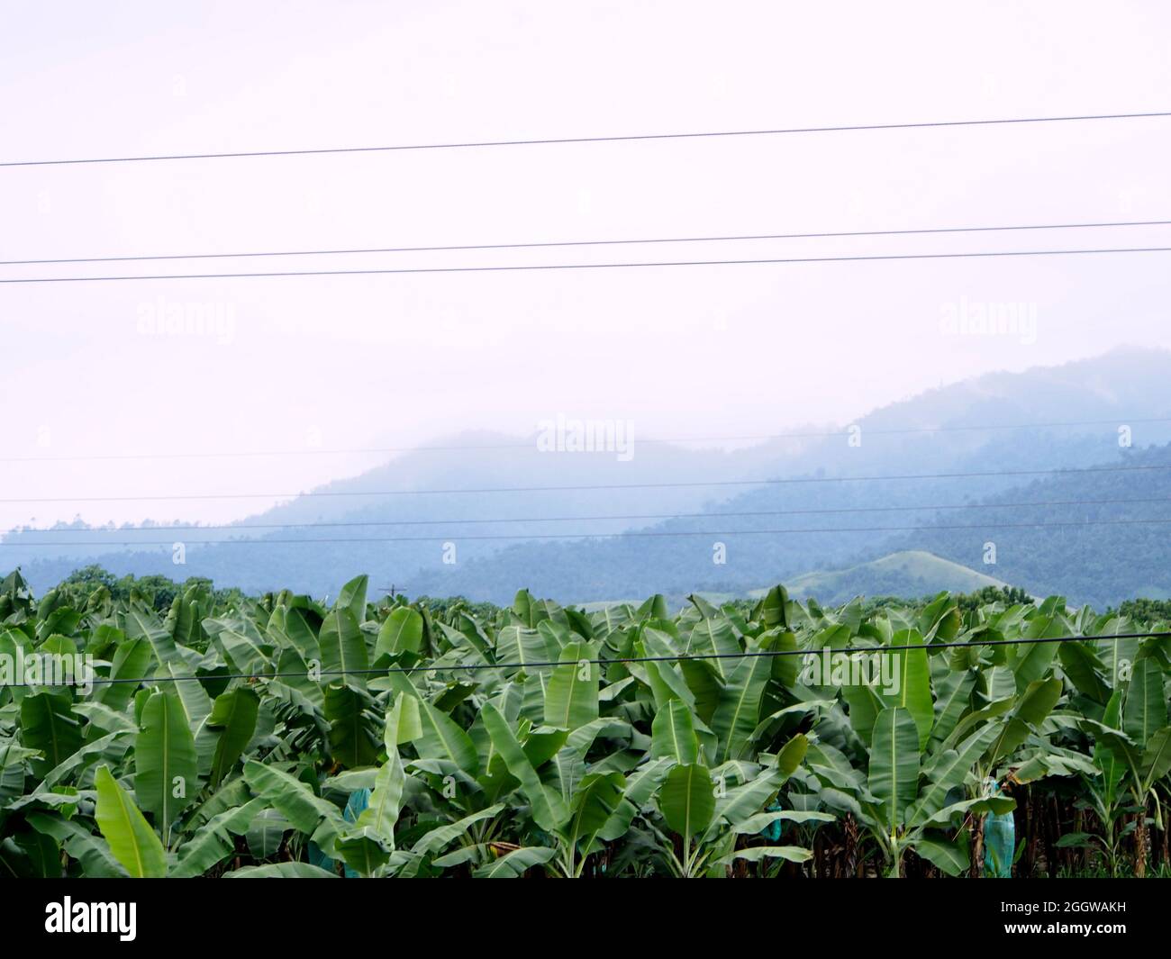 Cocoa field in Ecuador Stock Photo - Alamy