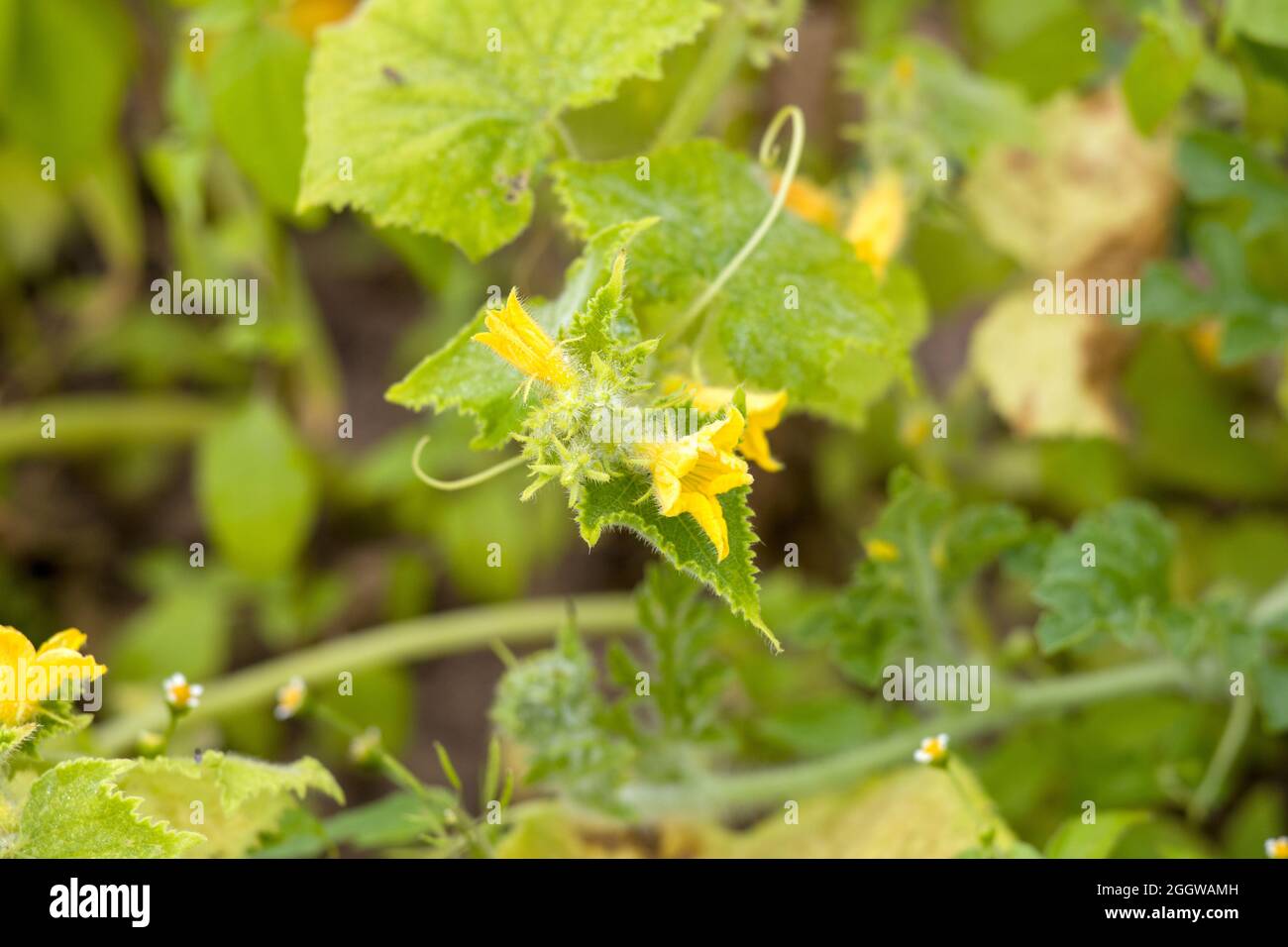 A close-up of a big cucumber seedling growing in a pot, yellow flowers ...