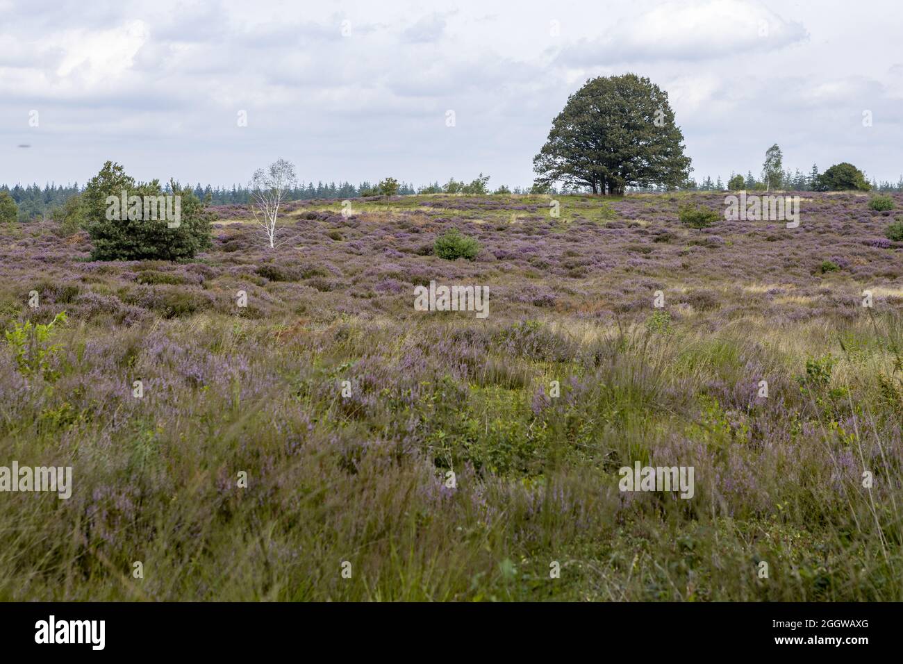 Dutch moorland landscape with typical vegetation Stock Photo - Alamy