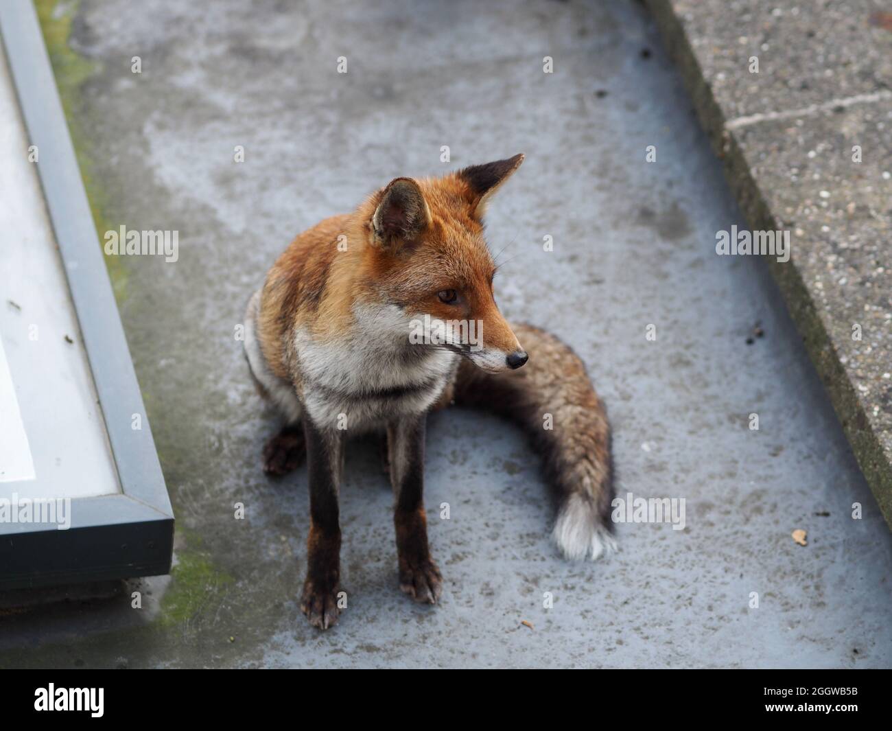 Fox on roof hi-res stock photography and images - Alamy