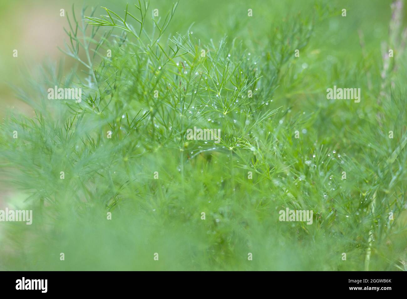 Good green organic dill in farmer's garden for food.Young dill plants ...