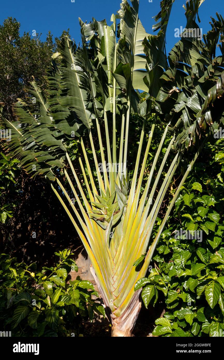 Green palm tree (Ravenala or Traveler palm tree), an ornamental flower ...