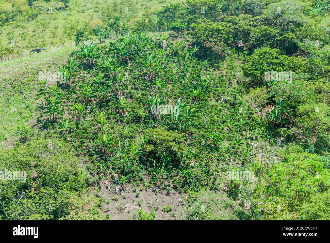 Coffee field hi-res stock photography and images - Alamy