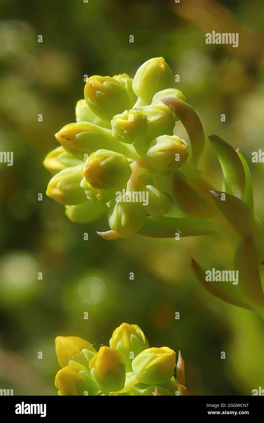 Vertical shot of flowering buds of succulent plant against a green ...