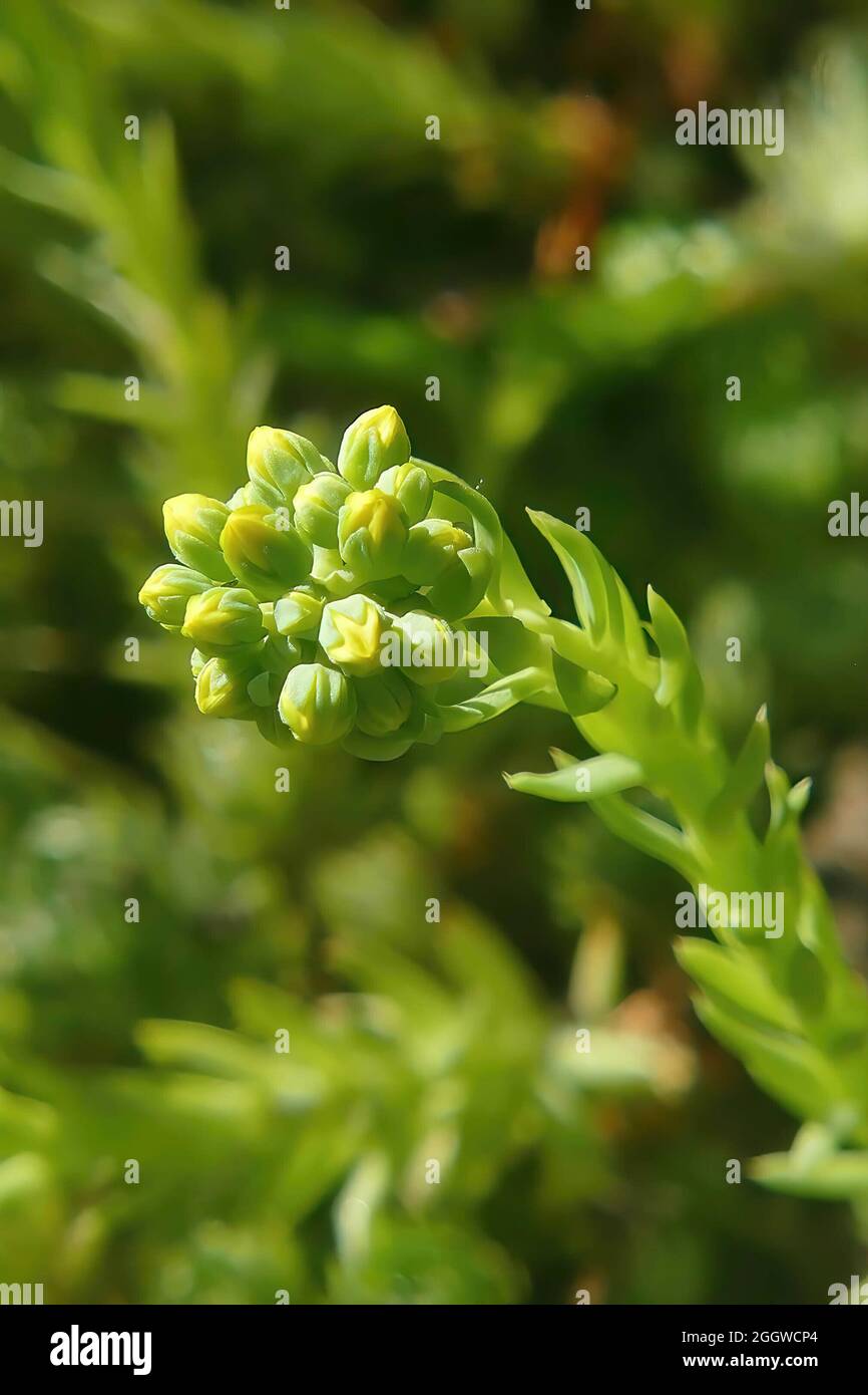 Vertical shot of flowering buds of succulent plant against a green ...