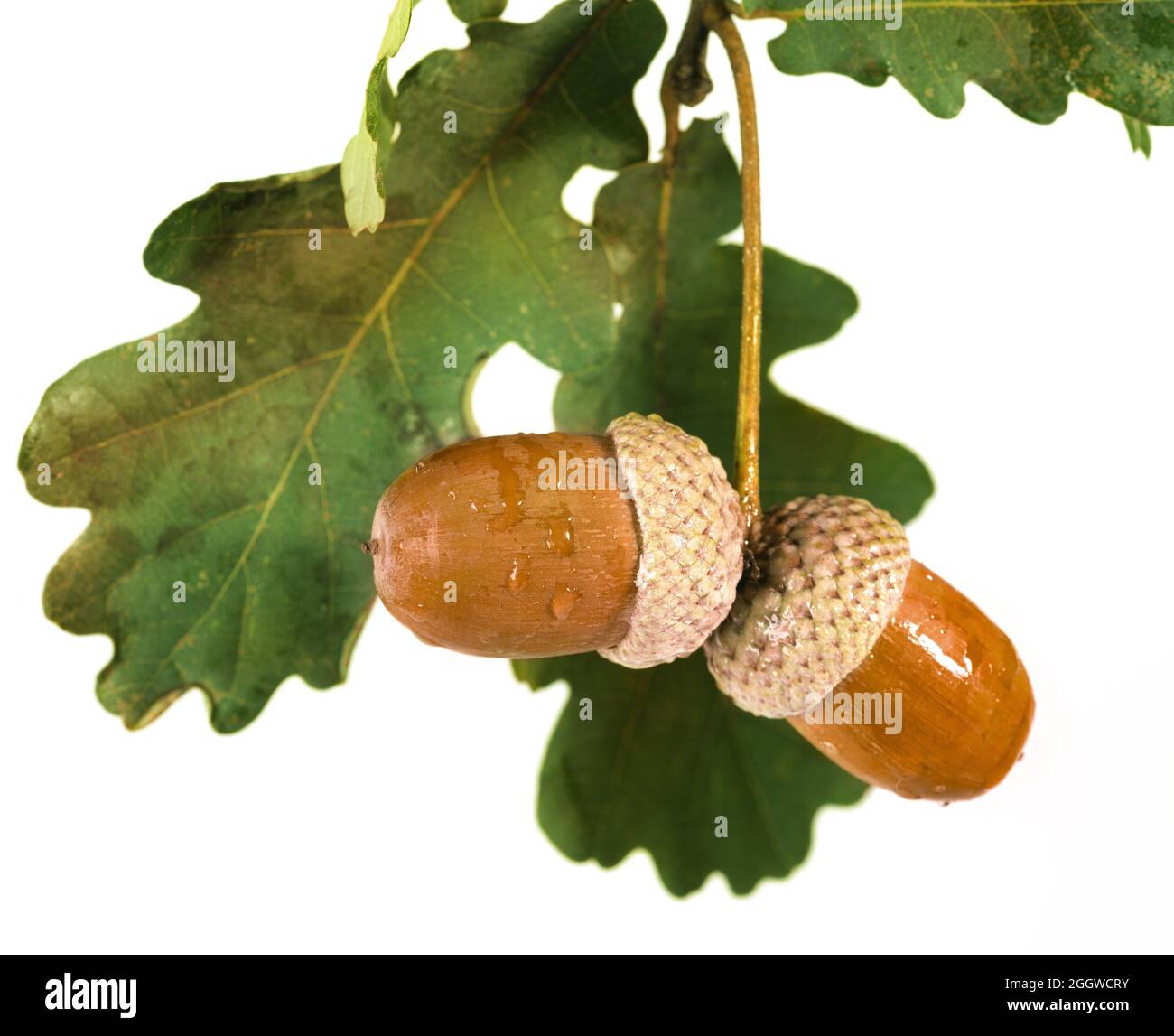 Drop acorns hi-res stock photography and images - Alamy