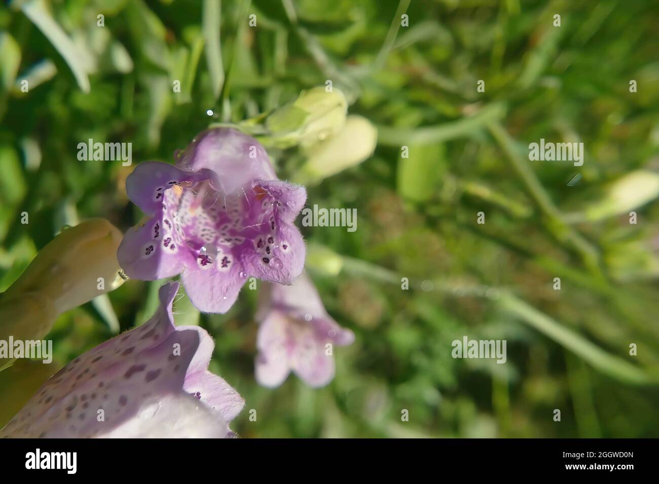 Blooming Foxglove bell-shaped flowers with purple spots inside the buds ...