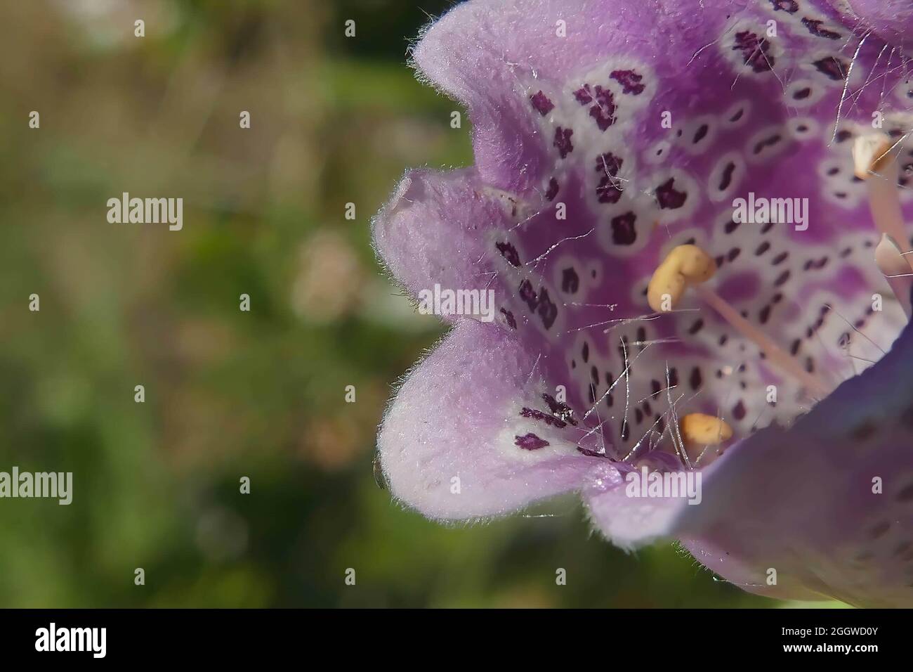 Selective focus shot of blooming Foxglove bell-shaped flowers with ...