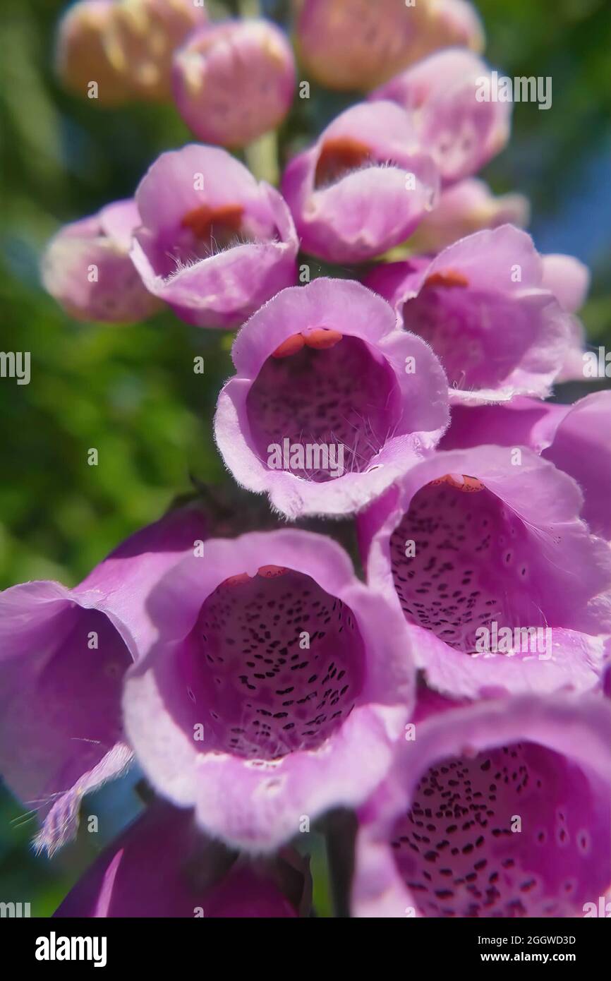 Vertical shot of blooming Foxglove bell-shaped flowers with purple ...