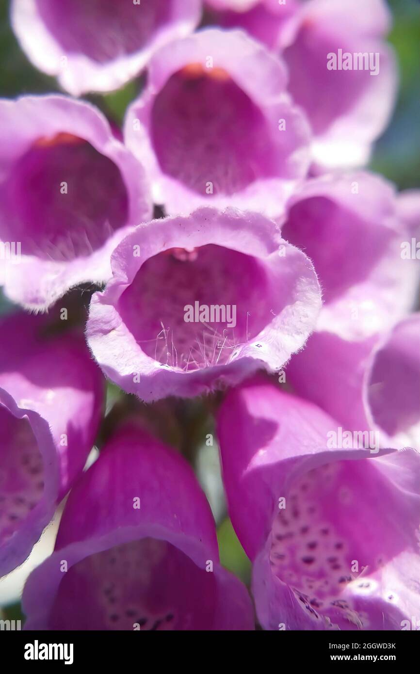 Vertical shot of blooming Foxglove bell-shaped flowers with purple ...