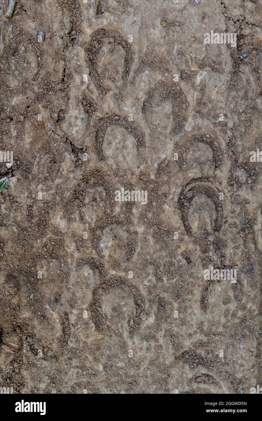 Hoof prints in the ground Stock Photo - Alamy
