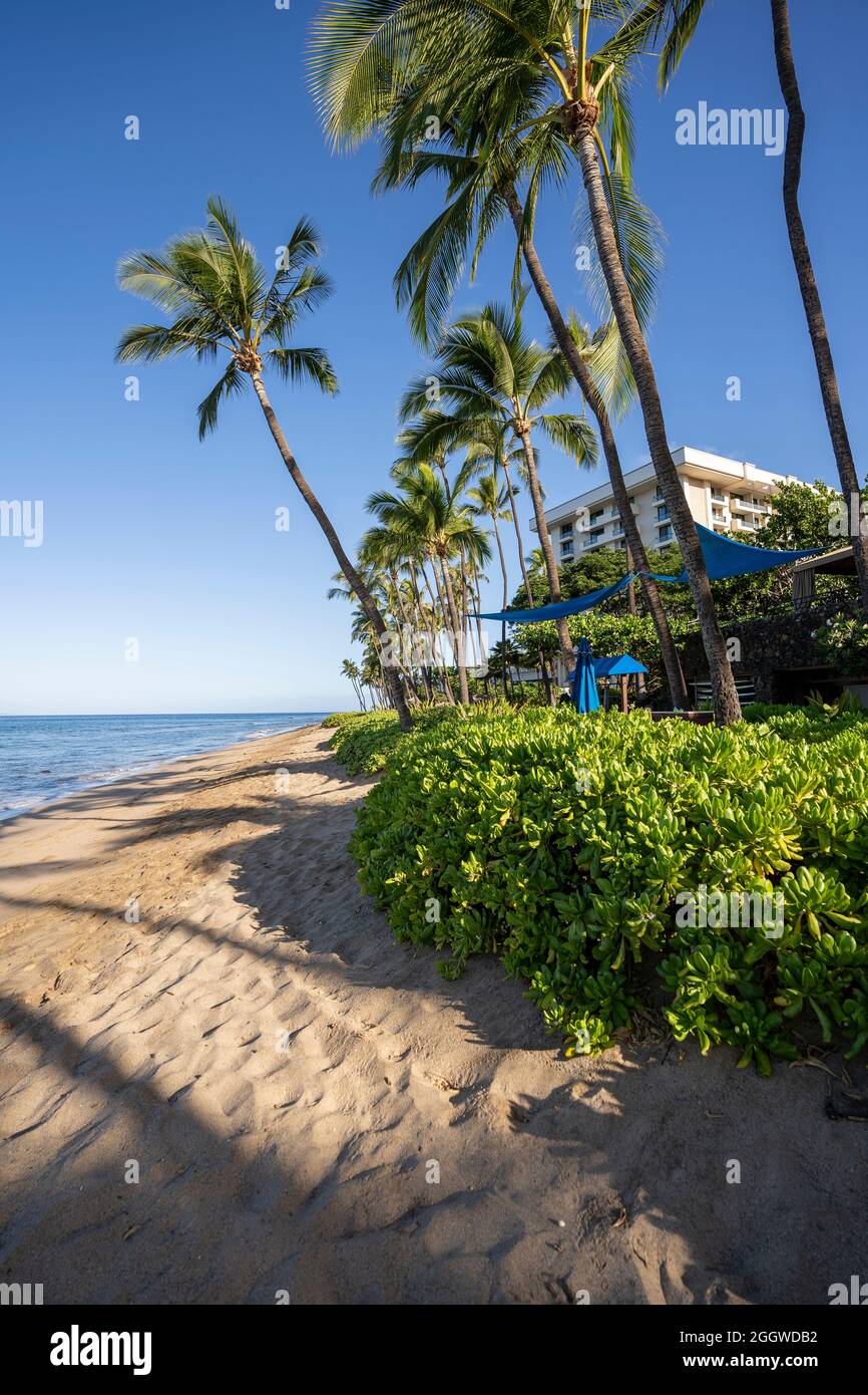 Early morning sunshine paints the lush palm trees and dense foliage on ...