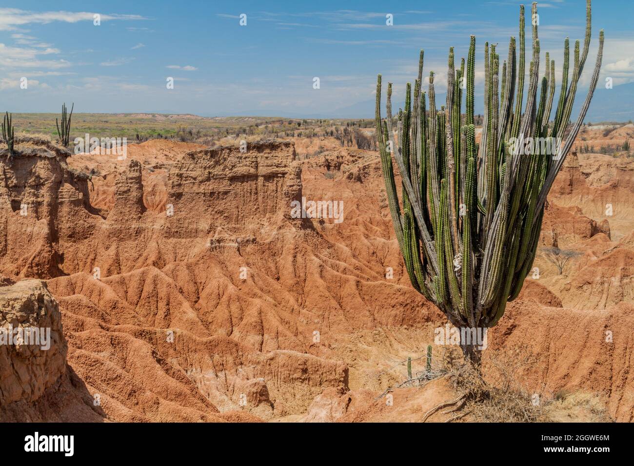 Cactus and orange rock formations of Tatacoa desert, Colombia Stock ...