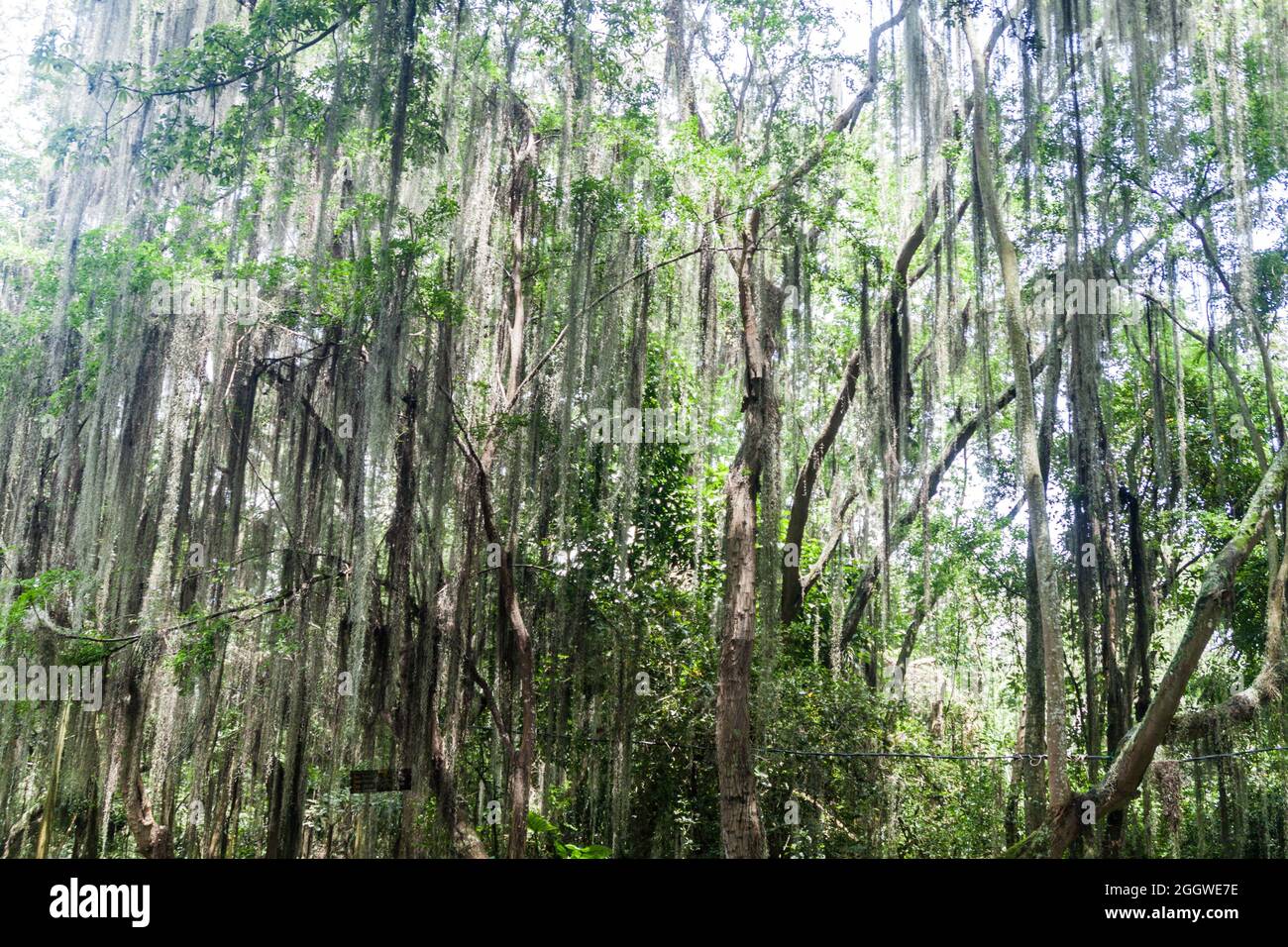 Trees covered by Spanish moss (Tillandsia usneoides) callled also Barba ...