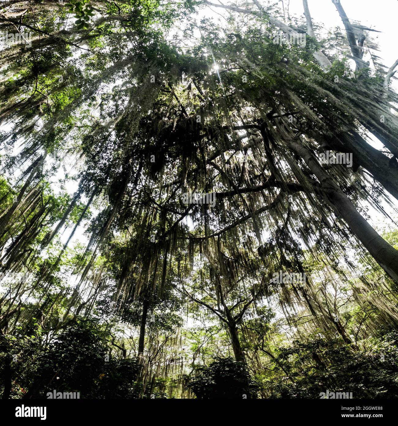 Trees covered by Spanish moss (Tillandsia usneoides) callled also Barba ...