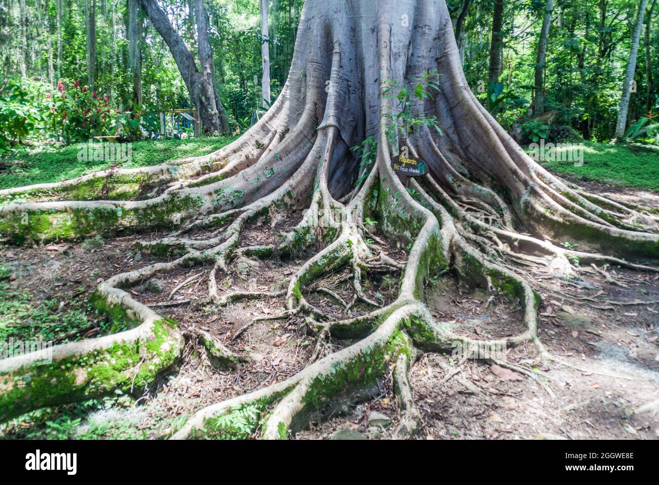 Shortleaf fig, giant bearded fig or wild banyantree (Ficus citrifolia ...