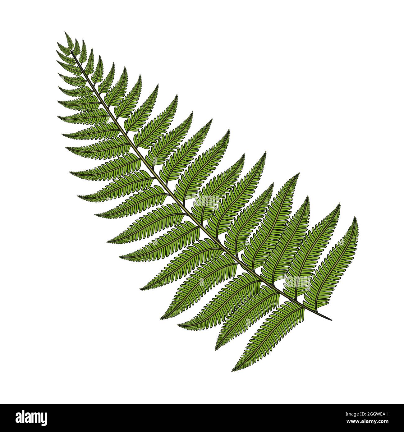 Frond vector vectors Stock Vector Images - Alamy