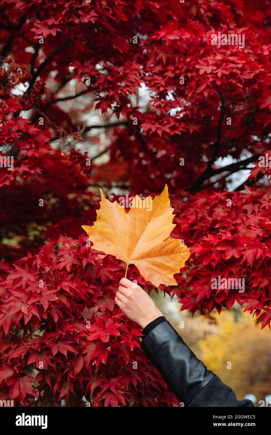 Orange leaf held by female hand in front of japanese red maple tree ...