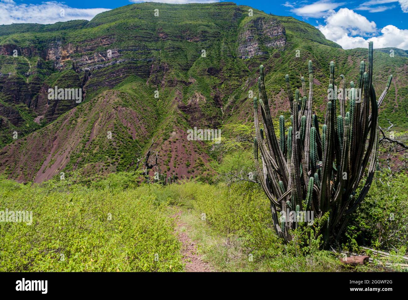 Cactus in a canyon of river Chicamocha in Colombia Stock Photo - Alamy