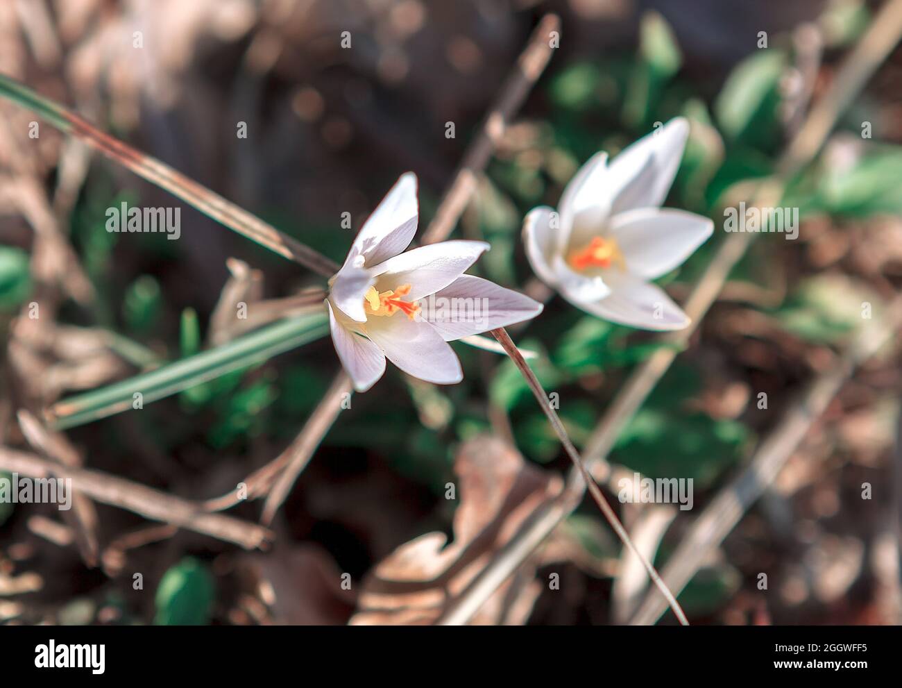 Bell-Shaped Flowers growing in the spring . Springtime blooming ...