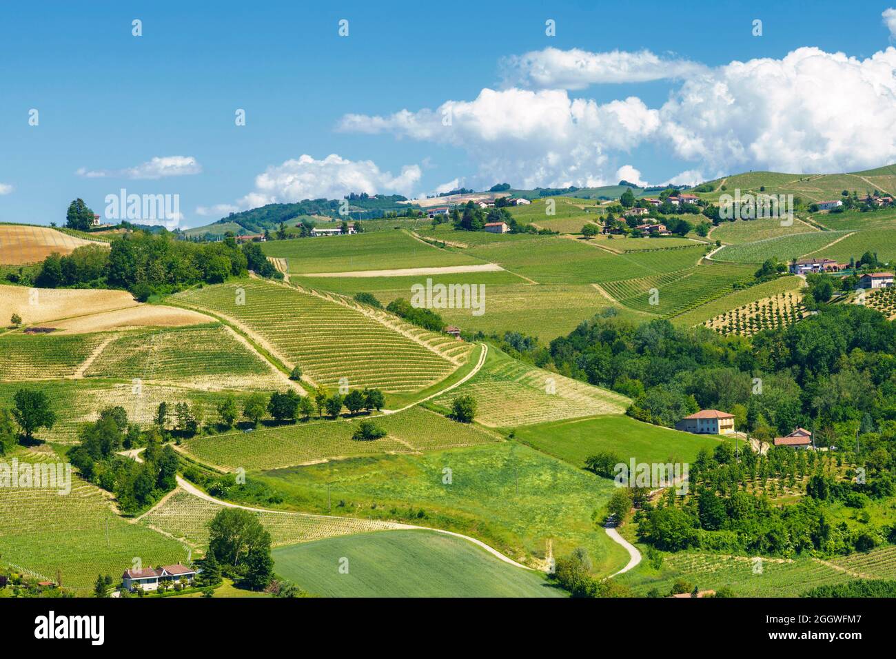 Rural landscape of vineyards at springtime in Langhe near Alba, Cuneo province, Piedmont, Italy ...