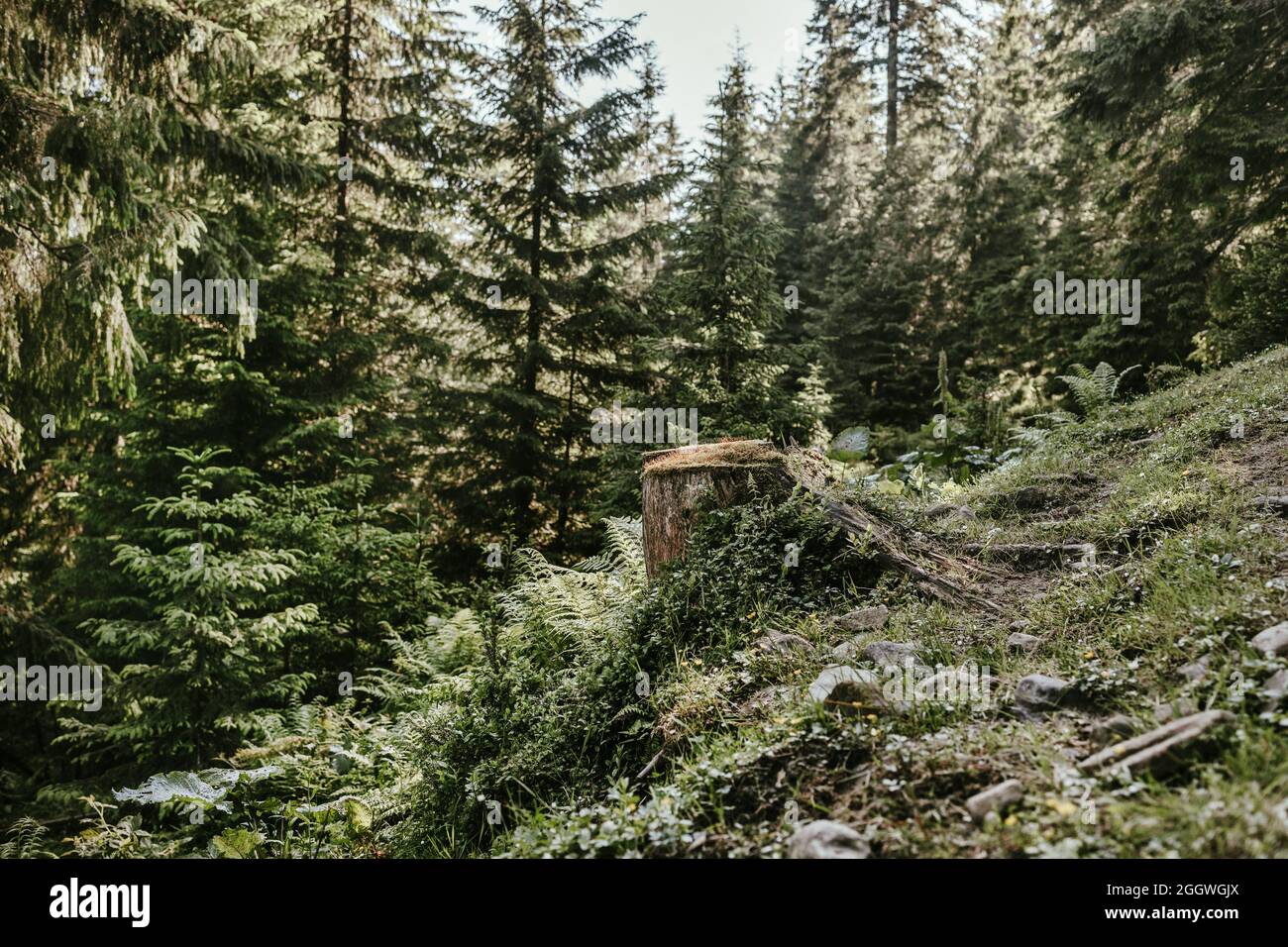 Stump of tree after cutting forest. Stump from cut coniferous tree in ...