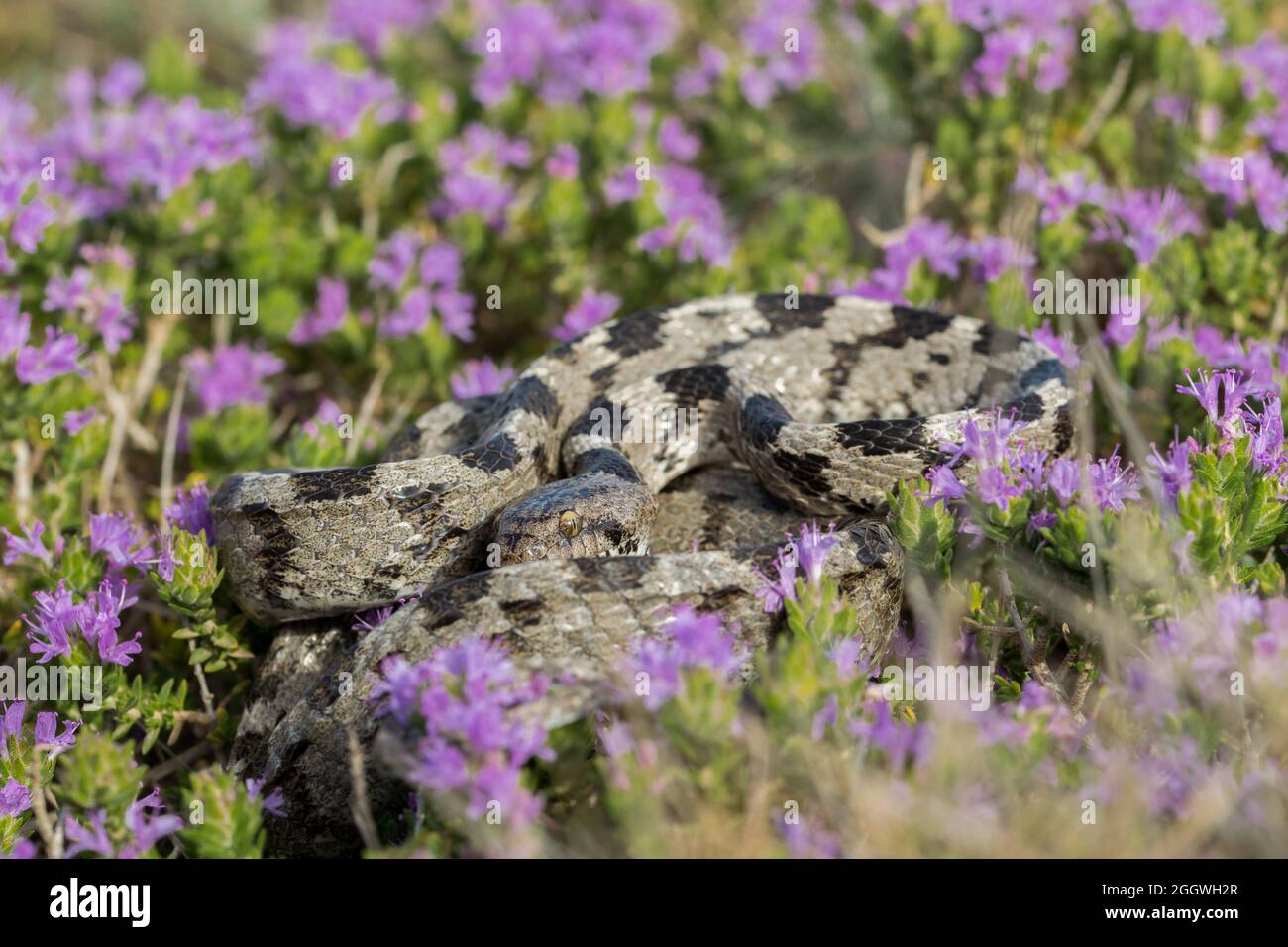 A European Cat Snake, or Soosan Snake, Telescopus fallax, curled up on ...