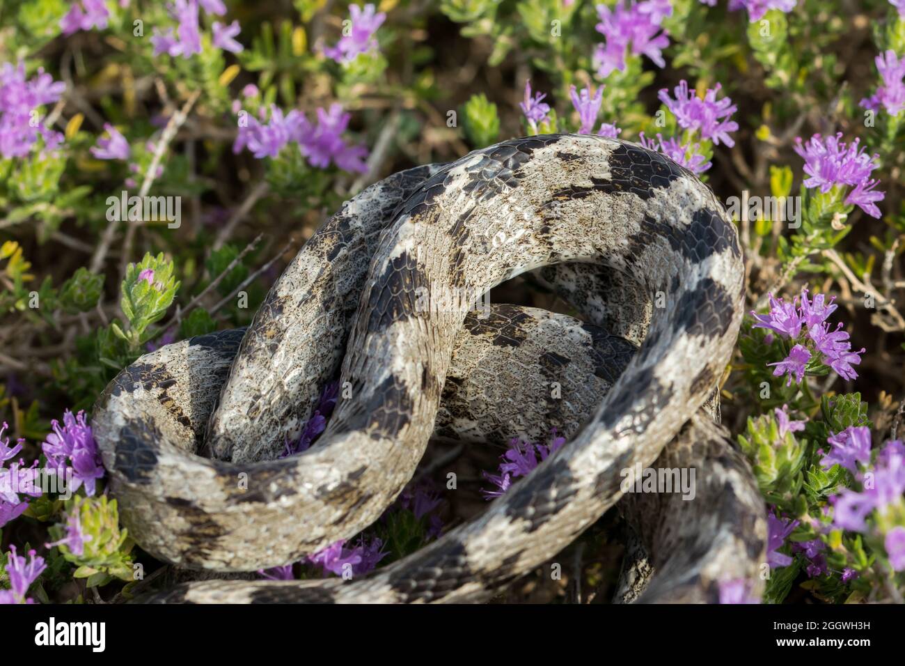 A European Cat Snake, or Soosan Snake, Telescopus fallax, curled up on ...