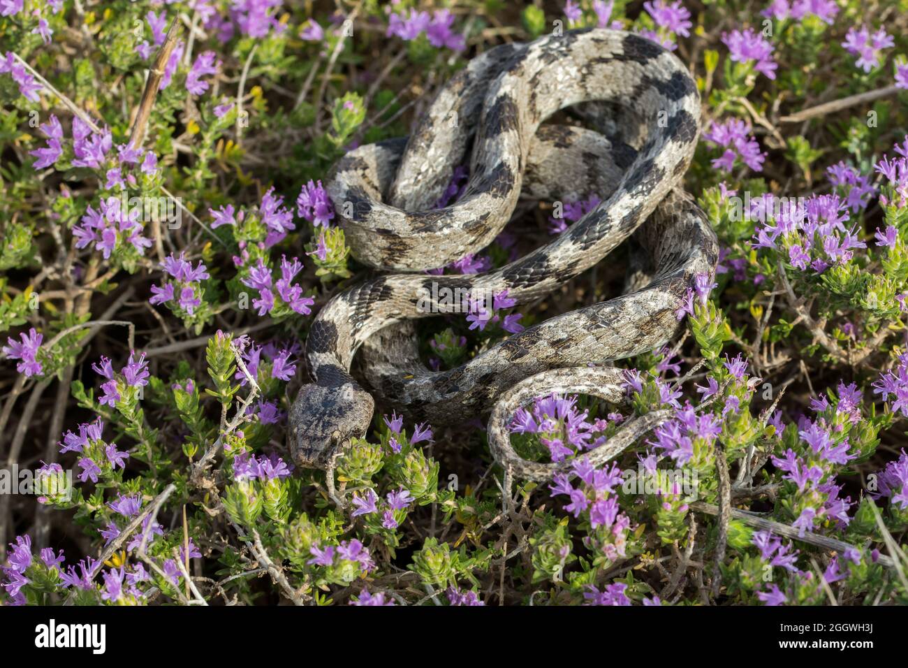 A European Cat Snake, or Soosan Snake, Telescopus fallax, curled up on ...