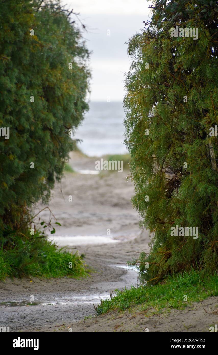 A path passes between two bushes leading to a beach and the sea Stock ...