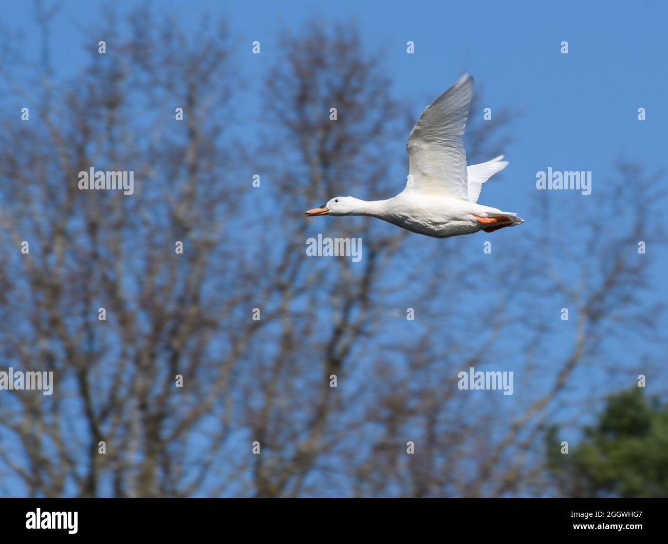 A white duck flying through blue sky Stock Photo - Alamy